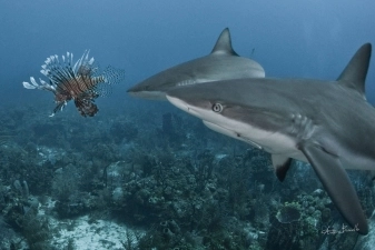 Lionfish invasion - Stories - Antonio Busiello Photography